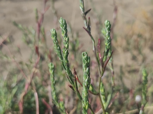 Corispermum gallicum · iNaturalist
