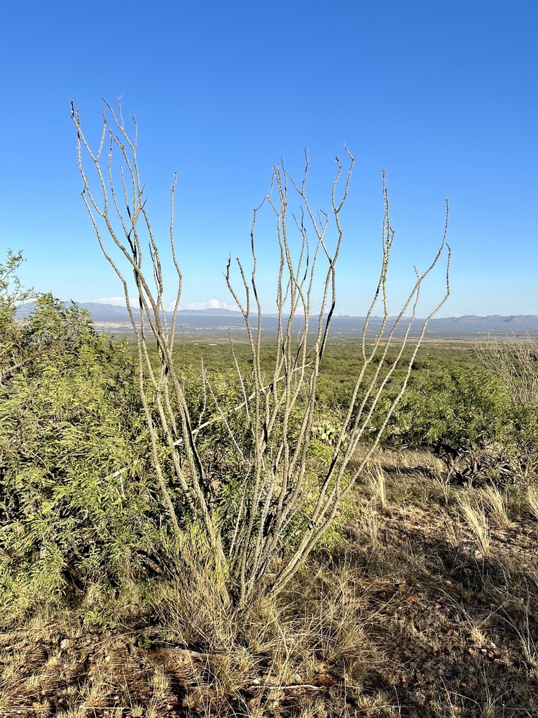 ocotillo from Coronado National Forest, Benson, AZ, US on September 30 ...