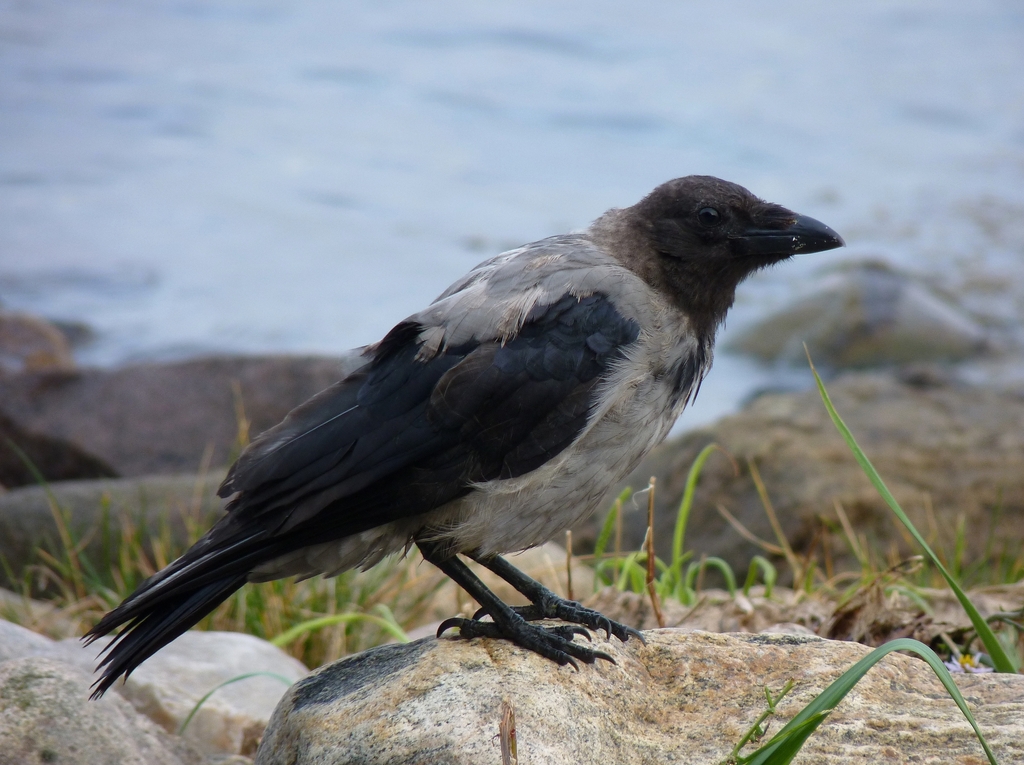 Hooded Crow from Holbæk, Denmark on August 26, 2011 at 11:19 AM by ...