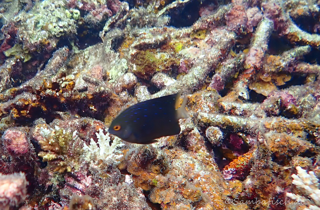 Damselfishes from Ko Phangan, TH-ST, TH on September 12, 2023 at 06:15 ...