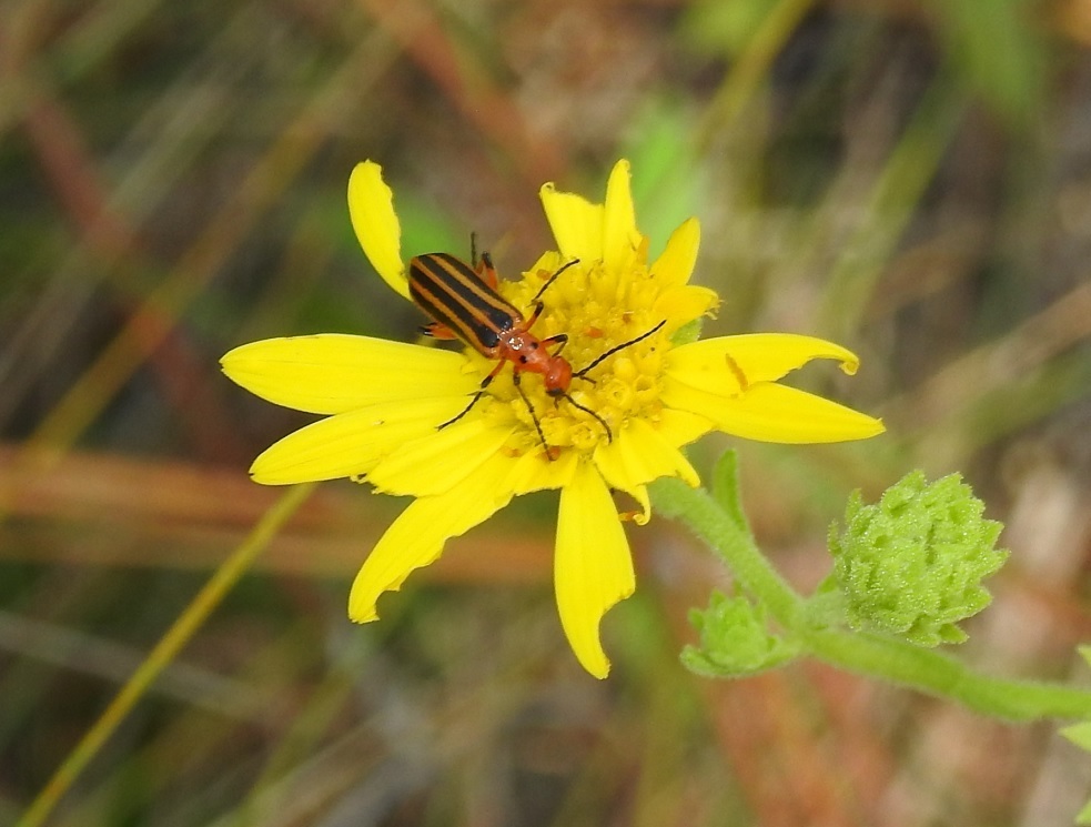 Pyrota in September 2023 by Mark Kenderdine. Pyrota lineata? · iNaturalist
