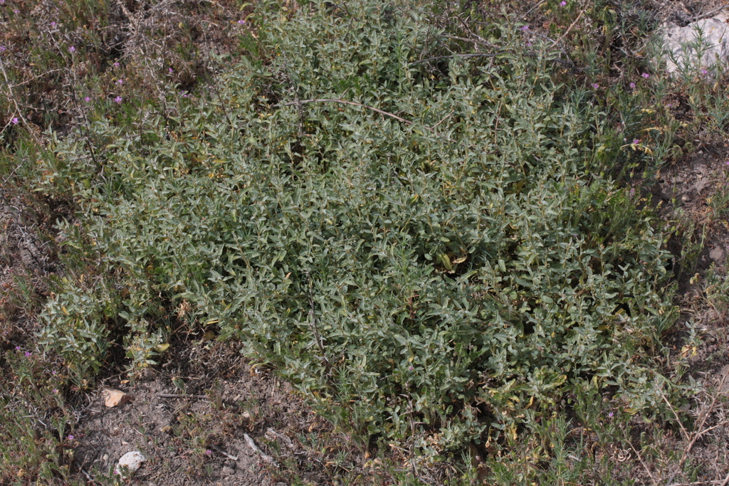 berry saltbush (Atriplex semibaccata) - Botanical Realm
