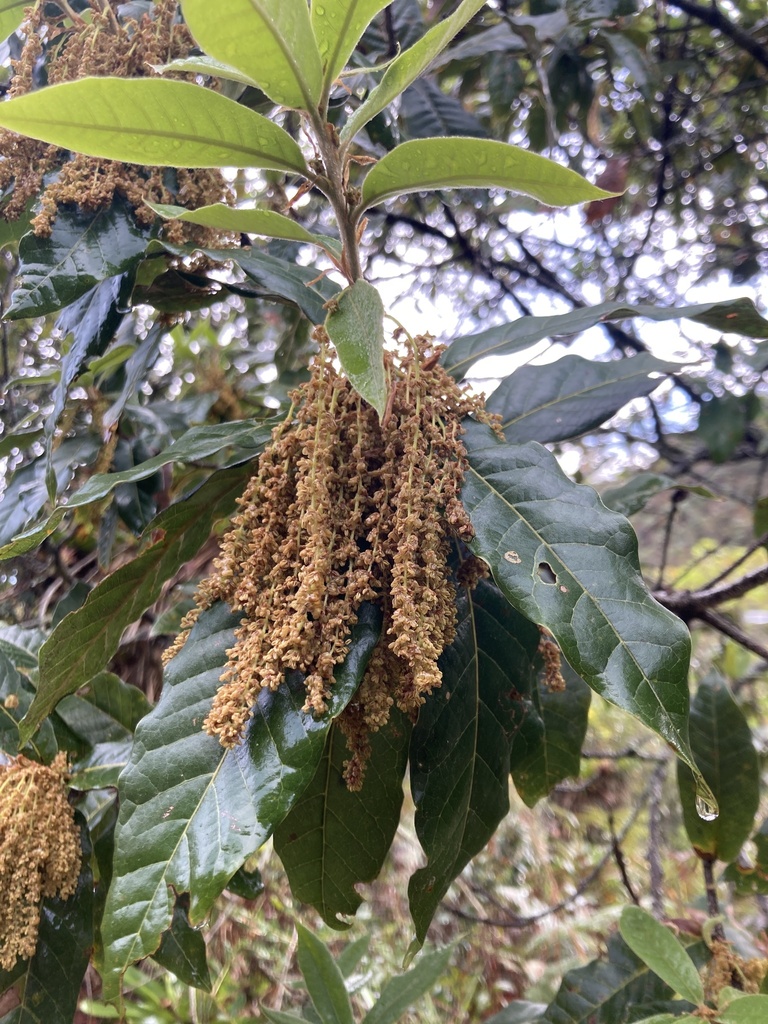 Andean oak in September 2023 by julianazuluaga-carrero · iNaturalist