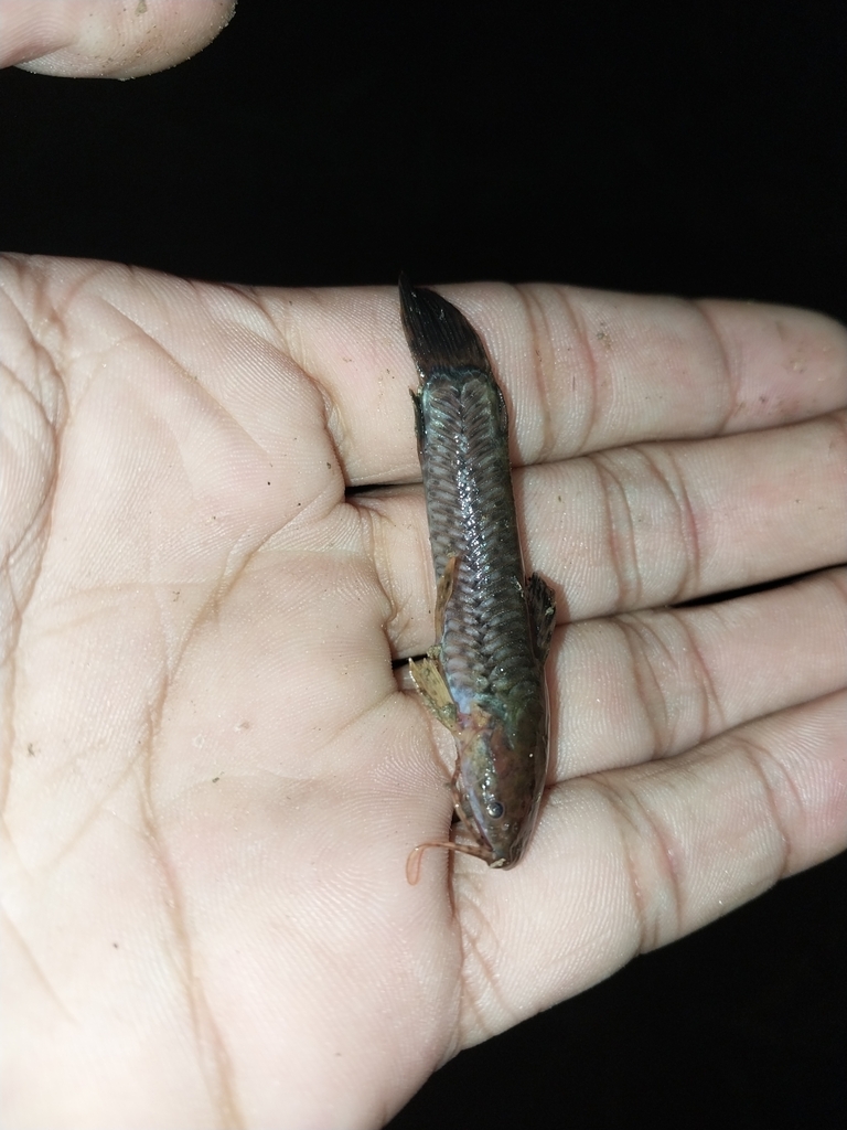 Cascarudo from Couva-Tabaquite-Talparo Regional Corporation, Trinidad ...