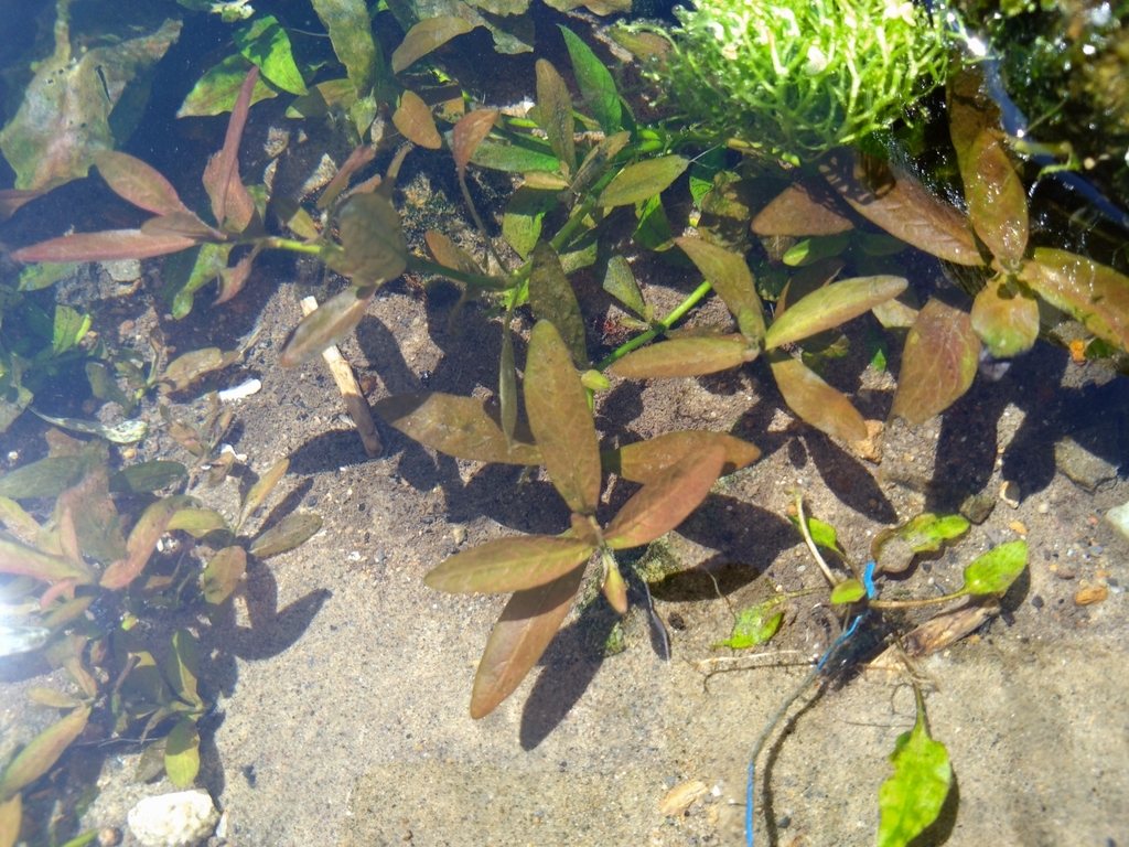Indian Swampweed in August 2023 by yii · iNaturalist