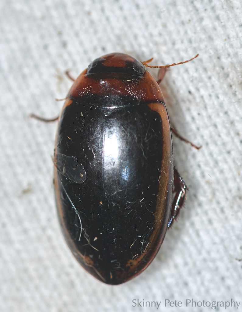 Hydaticus bimarginatus from Home on October 1, 2023 at 08:31 AM by ...