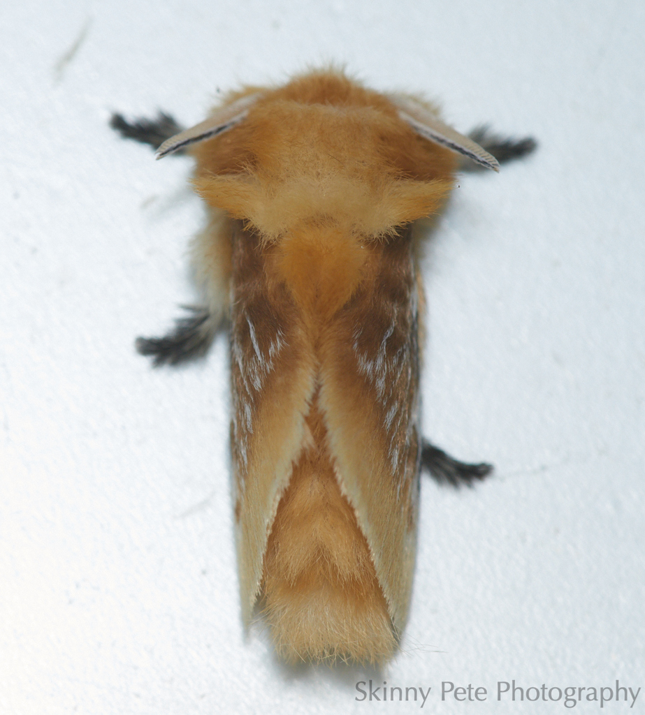 Southern Flannel Moth from Home on October 1, 2023 at 08:27 AM by Peter ...