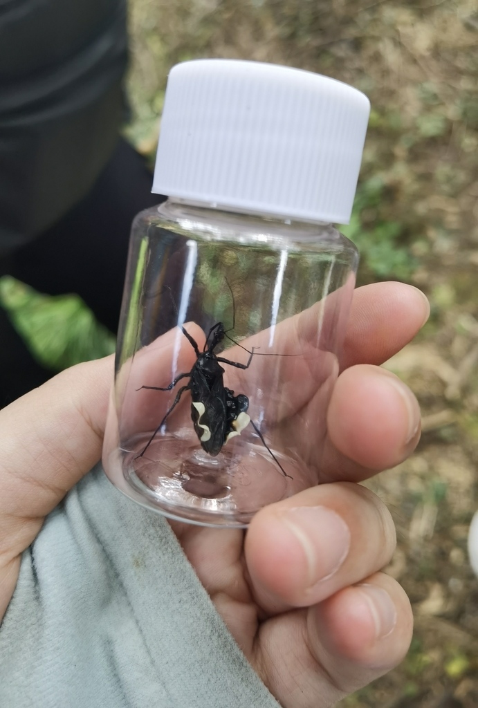 Japanese Assassin Bug from 中国安徽省黄山市黟县 on August 1, 2023 by nju_oliveira ...