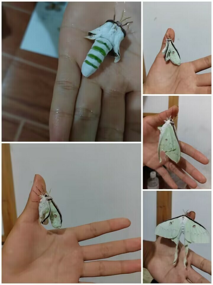 Chinese Moon Moth from 中国安徽省黄山市黟县 on August 1, 2023 by nju_oliveira ...