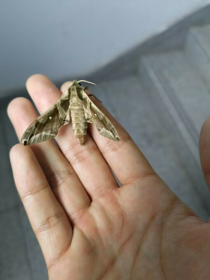 Parum colligata from 中国安徽省黄山市黟县 on August 1, 2023 by nju_oliveira ...