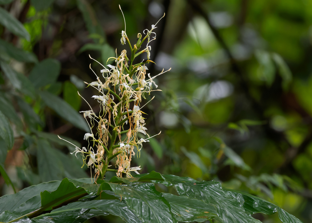 Hedychium stenopetalum in October 2023 by ayuwat · iNaturalist