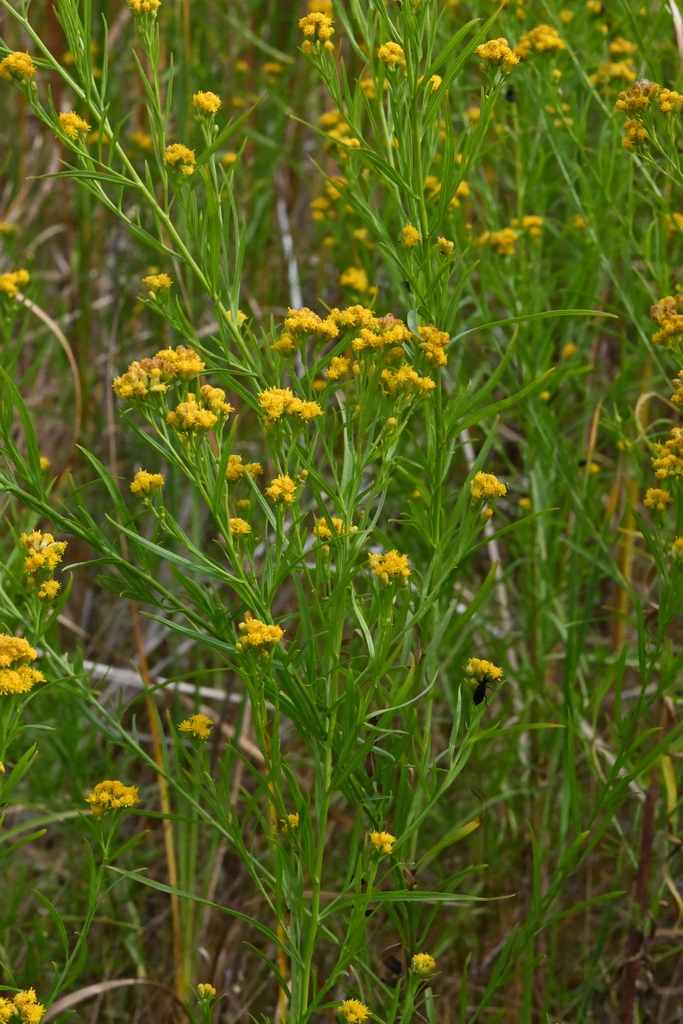 western goldenrod in September 2023 by Matt Langemeier · iNaturalist