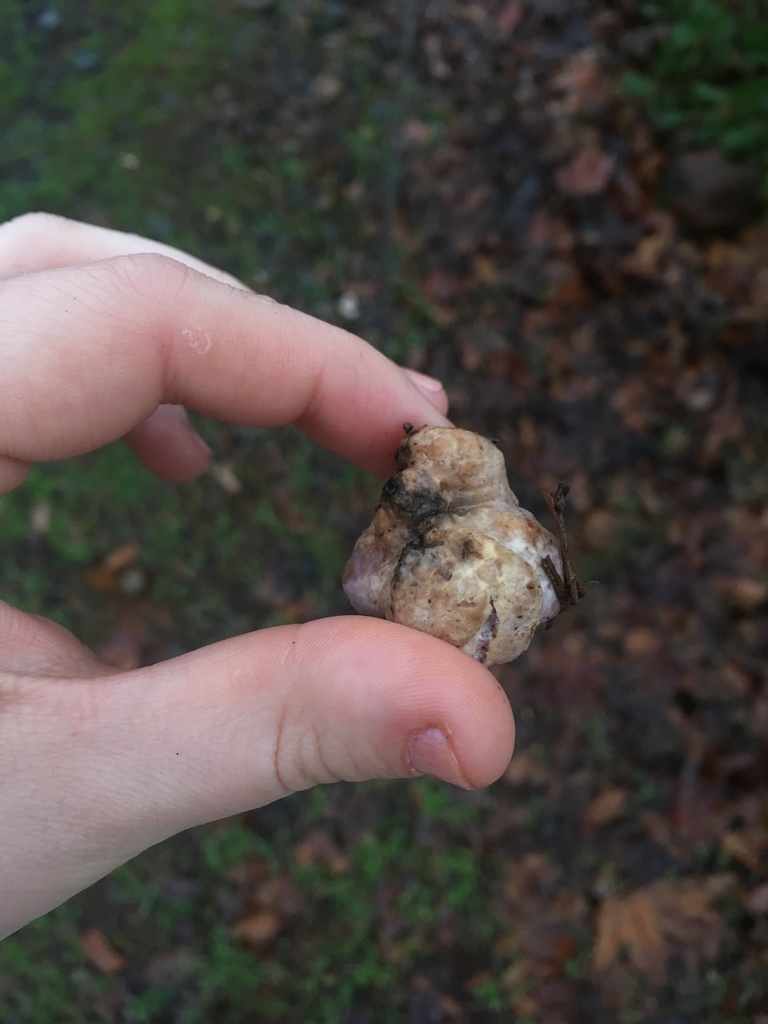 Cazia in March 2019 by Jillian Kern. Lumpy, distinctly purple, small ...