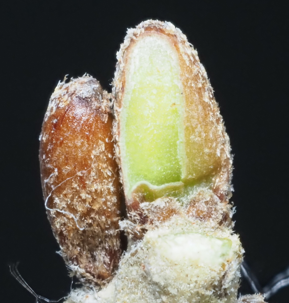 Southern Live Oak Stem Gall Wasp from Mueller, Austin, TX, USA on ...