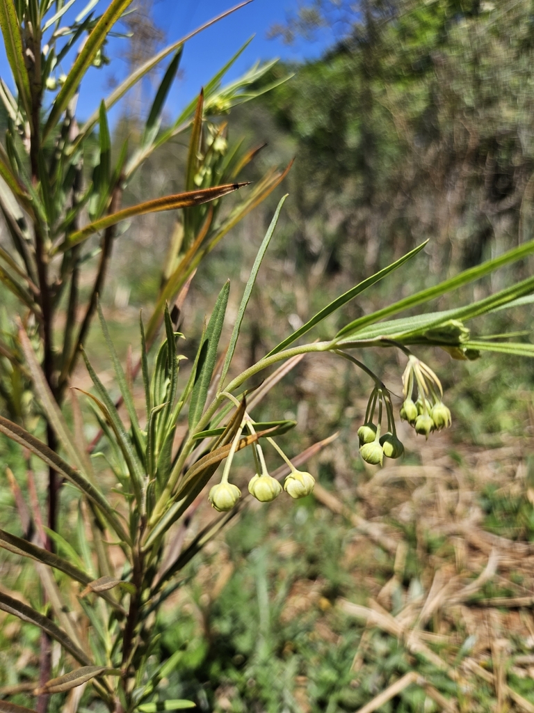 Narrow-leaf Cotton Bush from Kloofendal, Roodepoort, 1709, South Africa ...