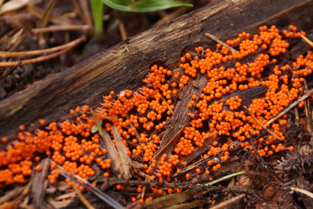 true slime molds from Minsk, BY-MI, BY on October 1, 2023 at 02:47 PM ...