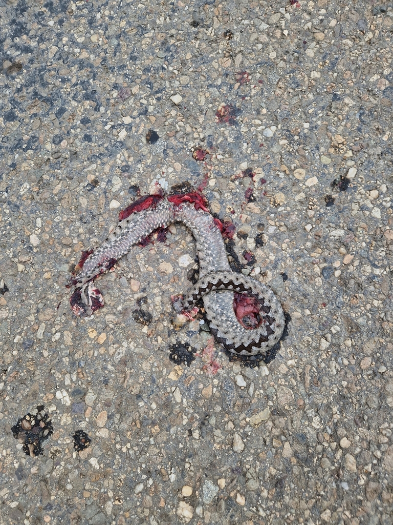 Nose-horned Viper from Carașova 327065, Romania on October 1, 2023 at ...