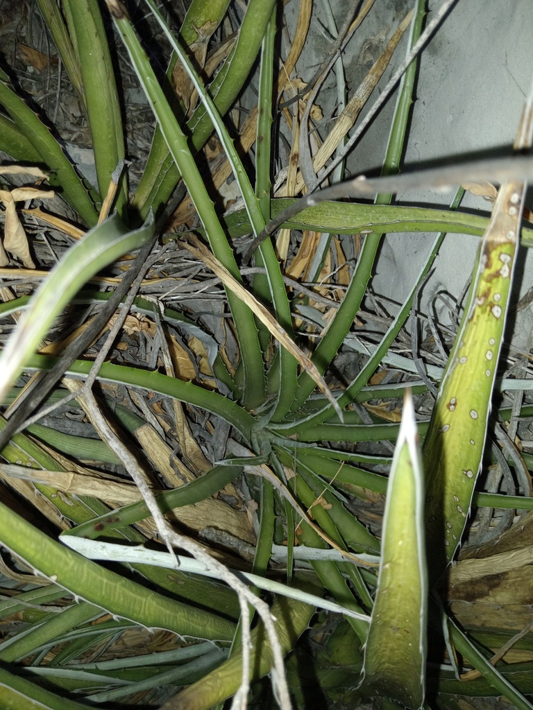 Guapilla from Santa Catarina, Nuevo León, Mexico on September 23, 2023 ...