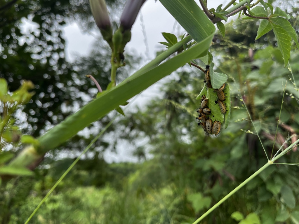 Asian Spotted Tortoise Beetle from 臺灣島, 苑裡鎮, MIA, TW on September 30 ...