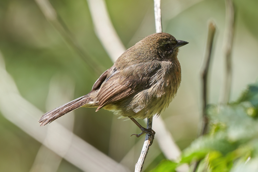 Black-and-rufous Warbling-Finch from Puerto Madero, CABA, Argentina on ...