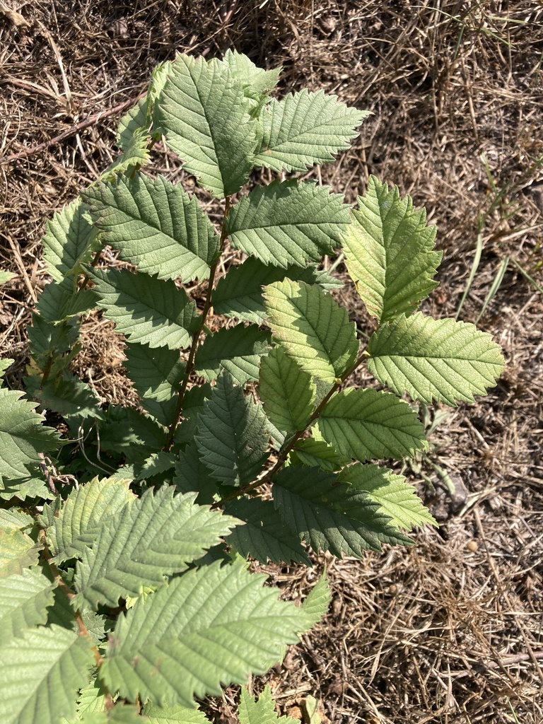 Field Elm from О-060306, Нова Чорнорудка, Житомирська область, UA on ...