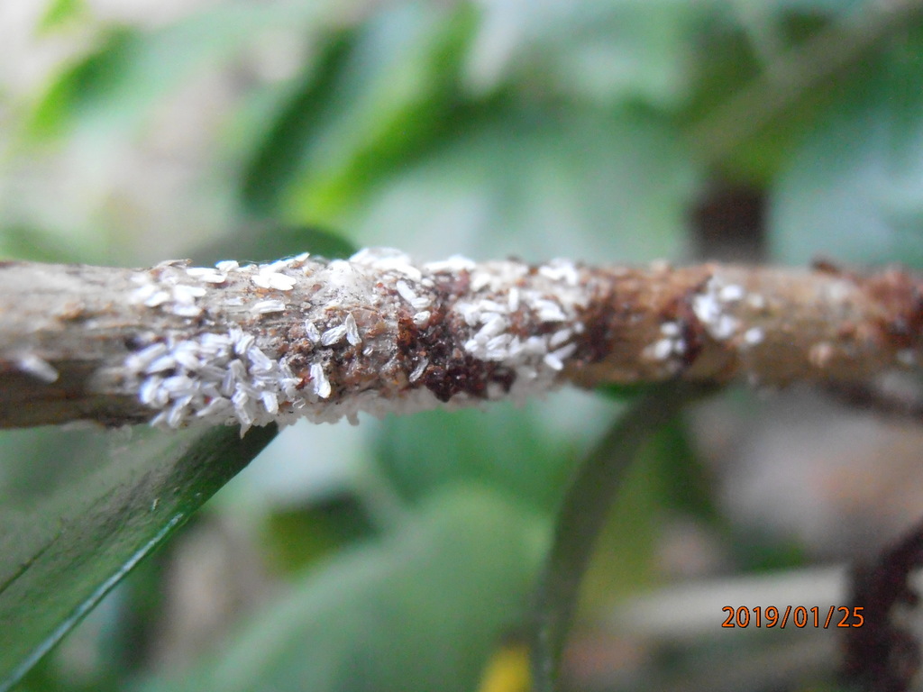 Soft scales from García Ginerés, 97070 Mérida, Yuc., México on January ...