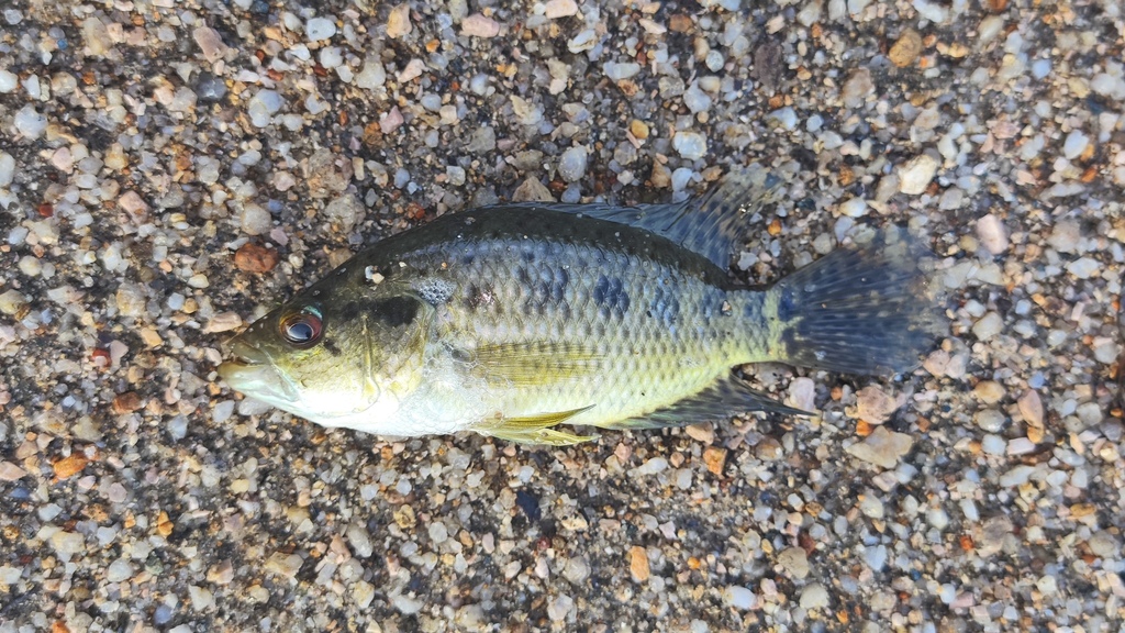 Jaguar Guapote from 中国海南省乐东黎族自治县 on September 30, 2023 at 12:42 AM by ...