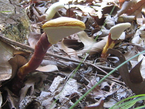 Ganoderma meredithiae · iNaturalist