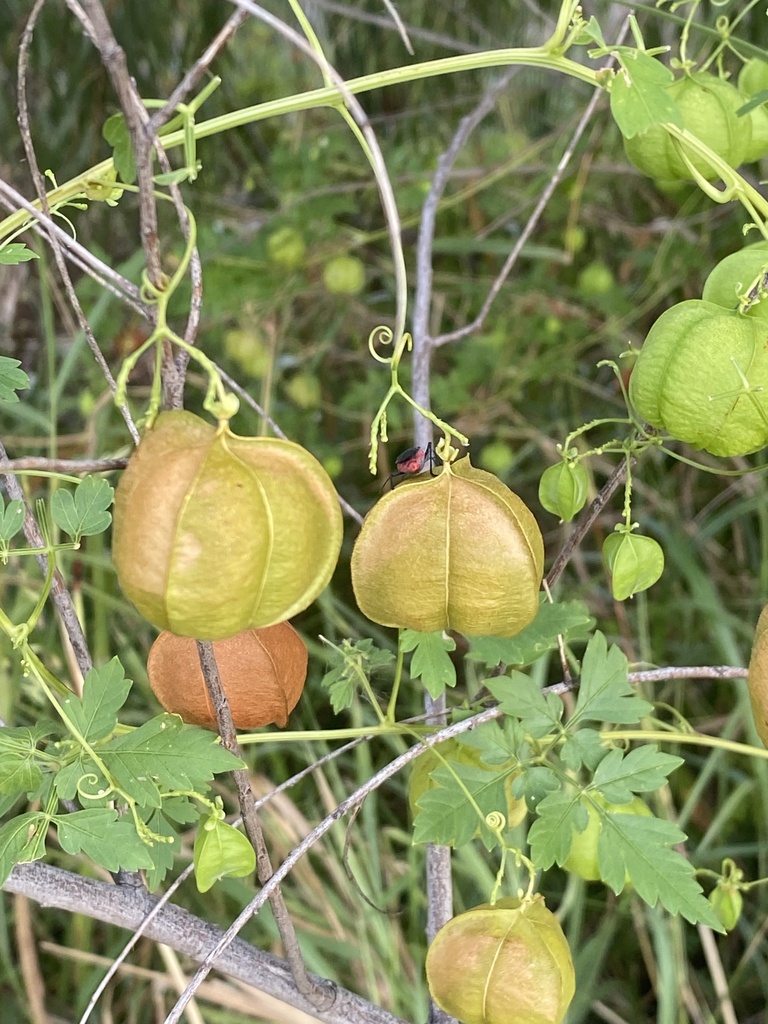 Lesser Balloon Vine from River Legacy Park, Fort Worth, TX, US on ...