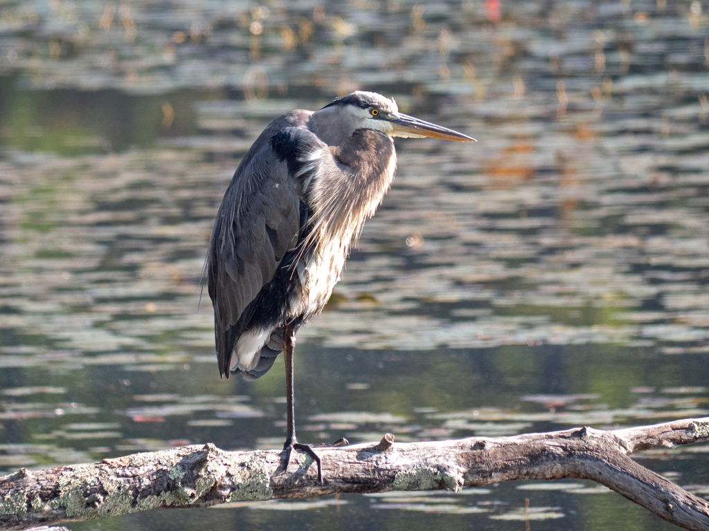 Great Blue Heron from Lake Bomoseen, Castleton, VT, USA on October 1 ...