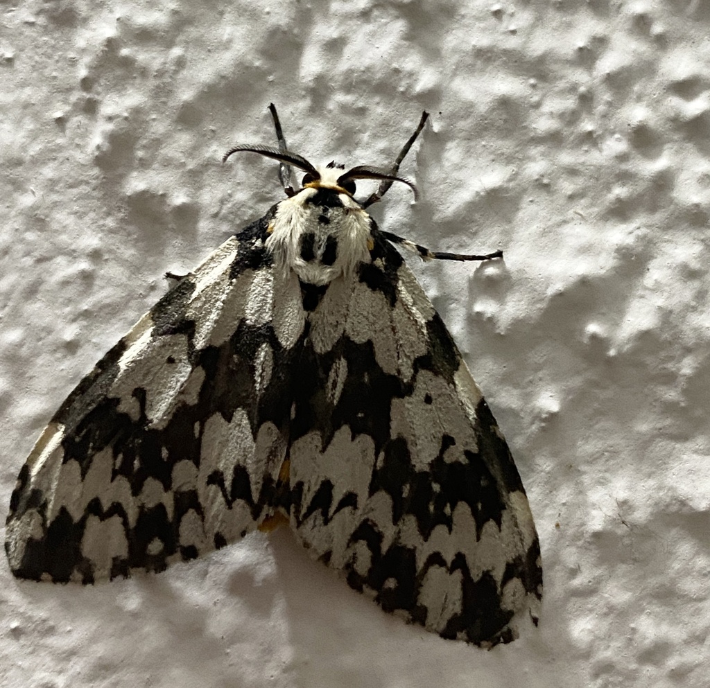 Lymantria fuliginosa from Bardez, North Goa, GA, IN on October 1, 2023 ...