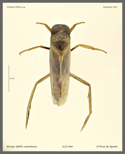 Subspecies Anisops debilis canariensis · iNaturalist