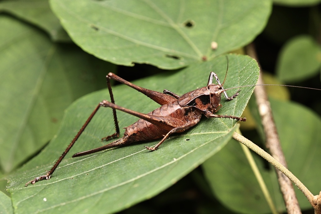 Atlanticus sinensis from 普陀区海岛公园, 舟山市, 浙江省, CN on October 1, 2023 at 09 ...
