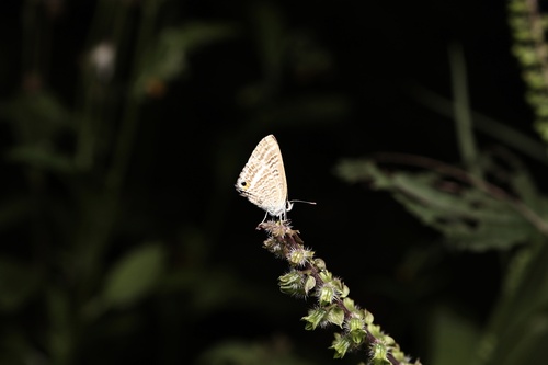 Observations by alexeikawa · iNaturalist