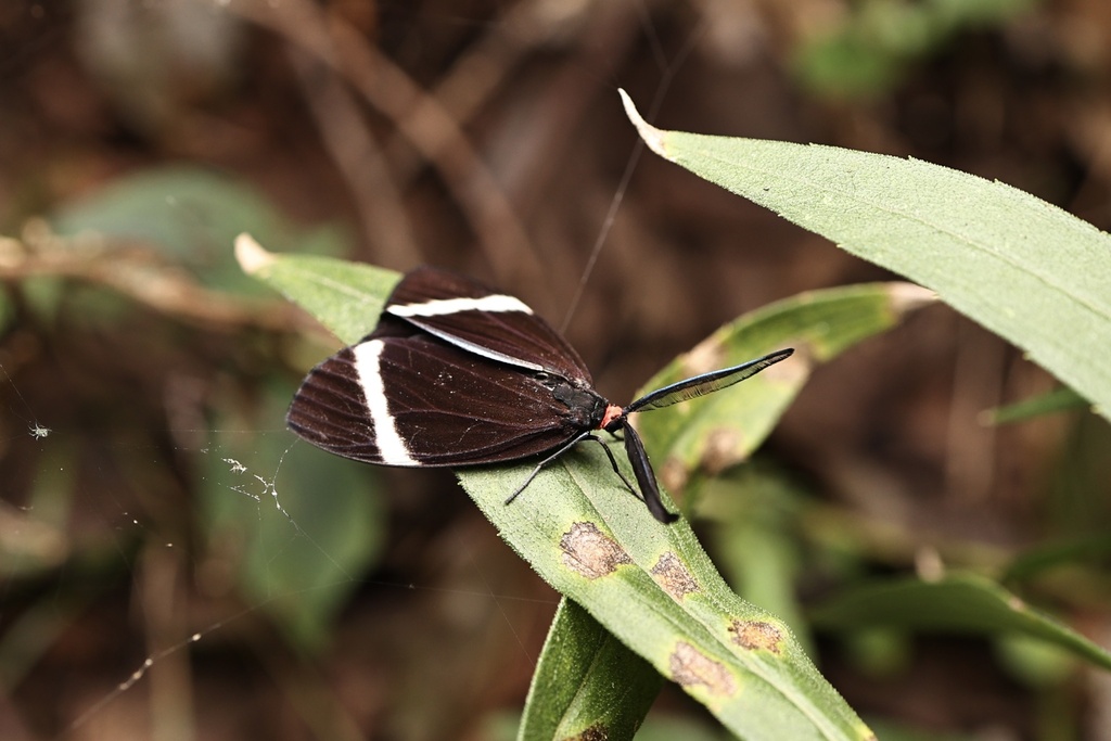 Pidorus atratus from 普陀区海岛公园, 舟山市, 浙江省, CN on October 1, 2023 at 09:43 ...