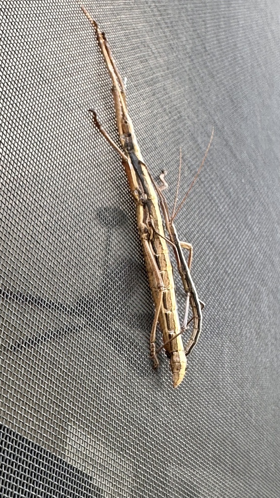 Southern Two-striped Walkingstick from 189th St E, Bradenton, FL, US on ...