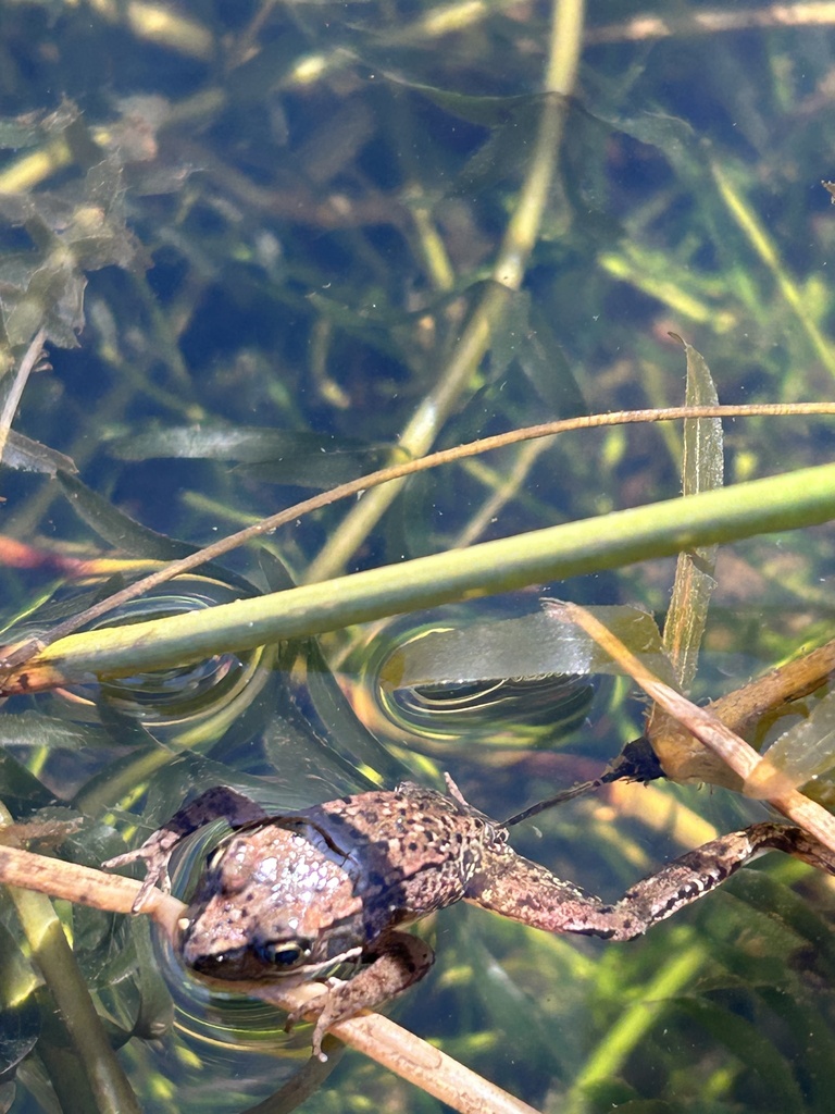 Northern Red-legged Frog in October 2023 by Elizabeth D. Hays · iNaturalist