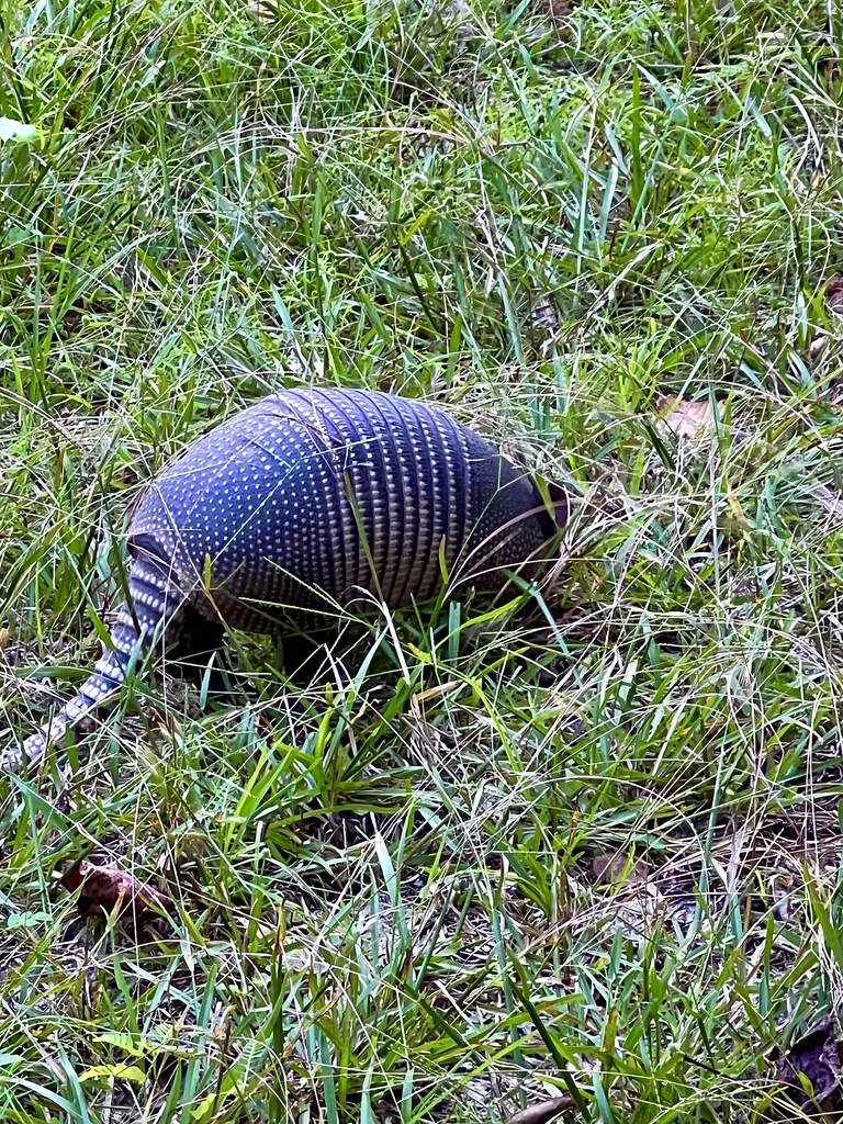 Nine-banded Armadillo from Saint Matthews, SC, US on September 30, 2023 ...
