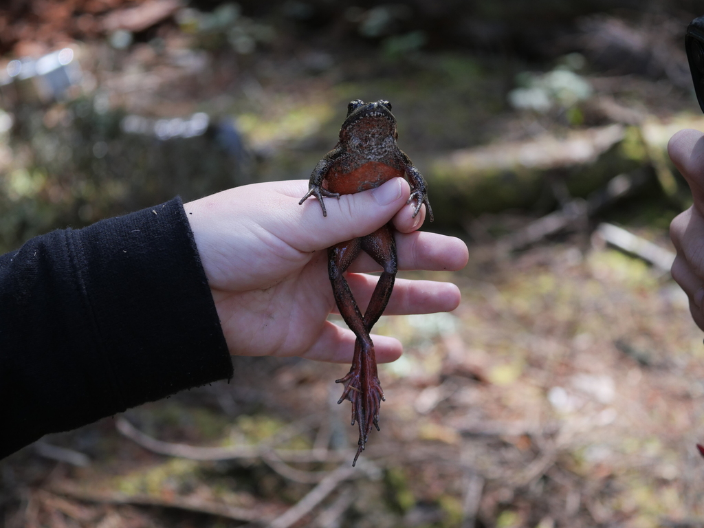 Northern Red-legged Frog in September 2023 by Ariel G · iNaturalist