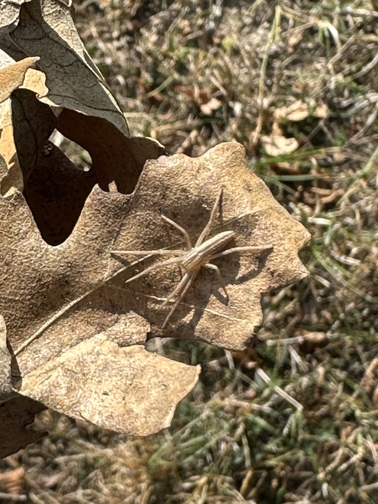 Slender Crab Spiders from Wienerwald-Thermenregion, Klosterneuburg ...