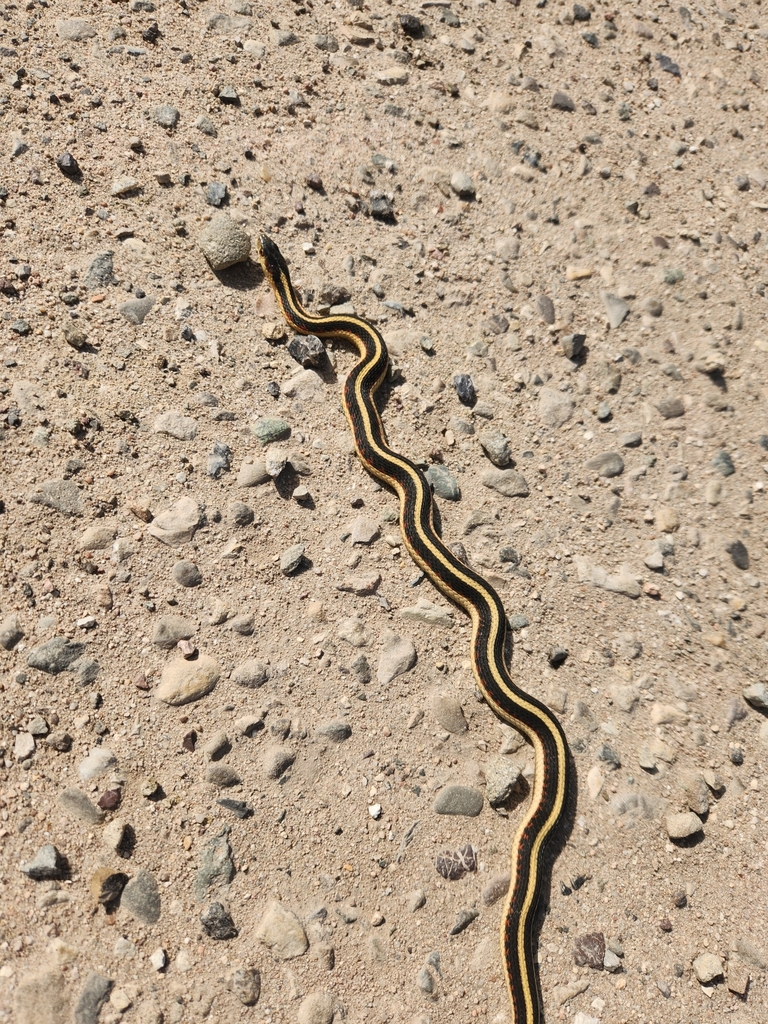 Valley Garter Snake from Santa Maria, CA 93454, USA on October 1, 2023 ...