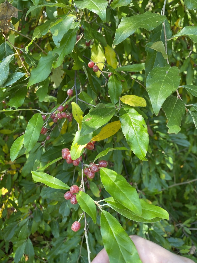 autumn olive from Rexford, NY, US on October 1, 2023 at 01:47 PM by ...