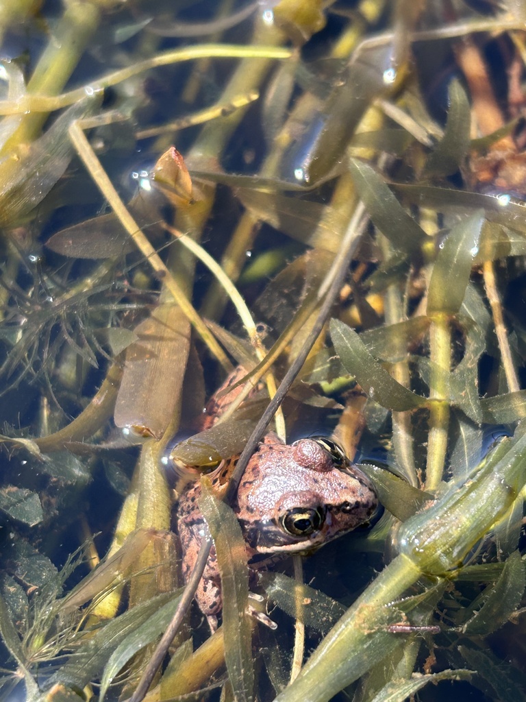 Northern Red-legged Frog in October 2023 by Elizabeth D. Hays · iNaturalist