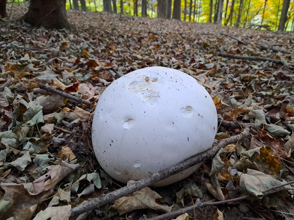 giant puffball from Marcellus, NY 13108, USA on September 28, 2023 at ...