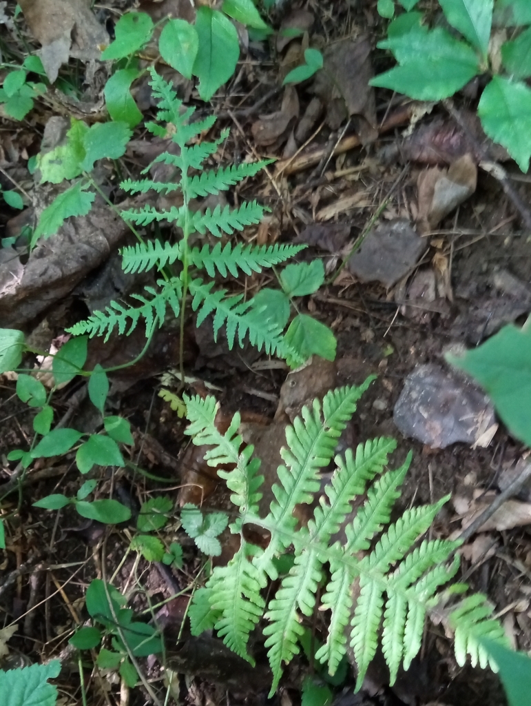 broad beech fern from Rock Creek Park, Washington DC, USA on October 1 ...