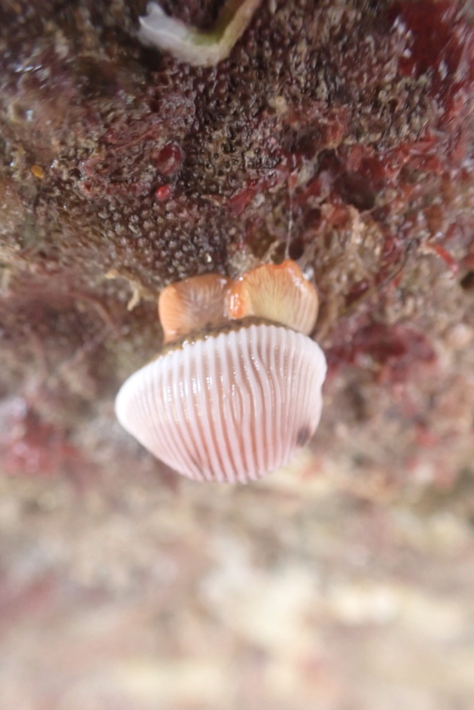 European cowrie from Trevaunance Cove, St Agnes,Cornwall, UK on ...