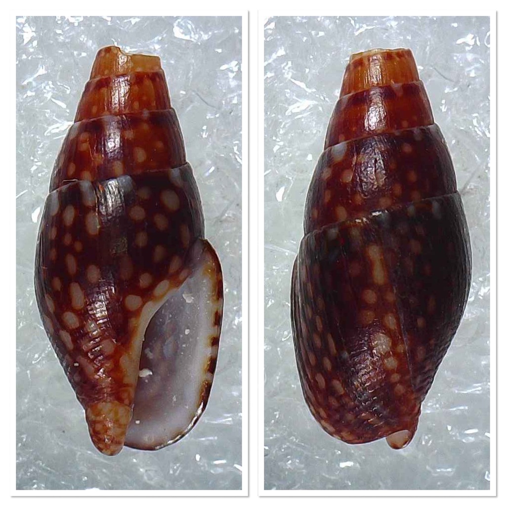 Mitrella ocellata from Jan Thiel, Curaçao on July 18, 2022 at 11:46 PM ...