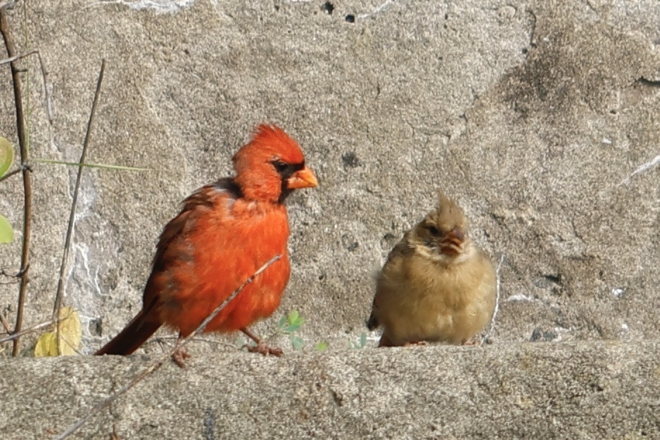 Northern Cardinal from Sandy Hook, Middletown Township, NJ, USA on ...