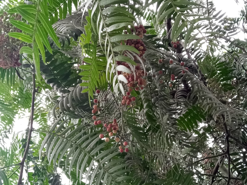 Peruvian Pepper Tree from Rio Chillon, Puente Piedra, Perú on September ...