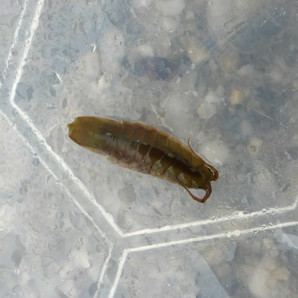 Baltic Isopod from Falmouth, UK on October 1, 2023 at 02:54 PM by ...